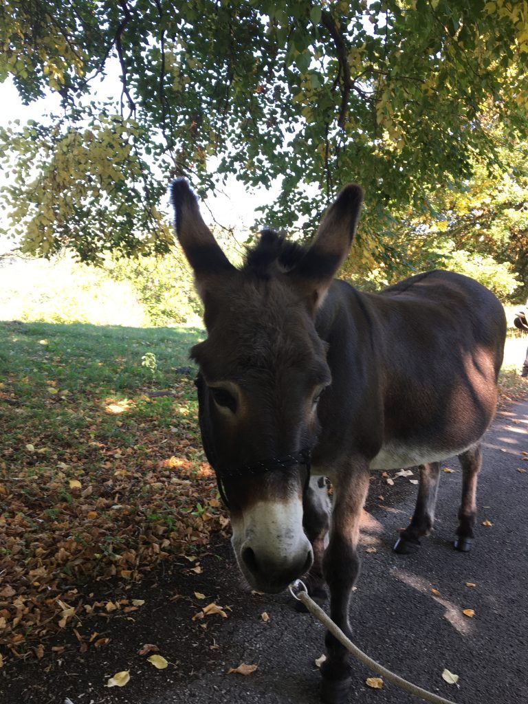 jura-guide-icon – Jura-Guide